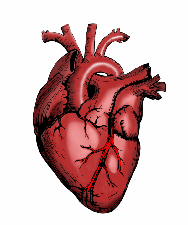 Why is the Heart Important?